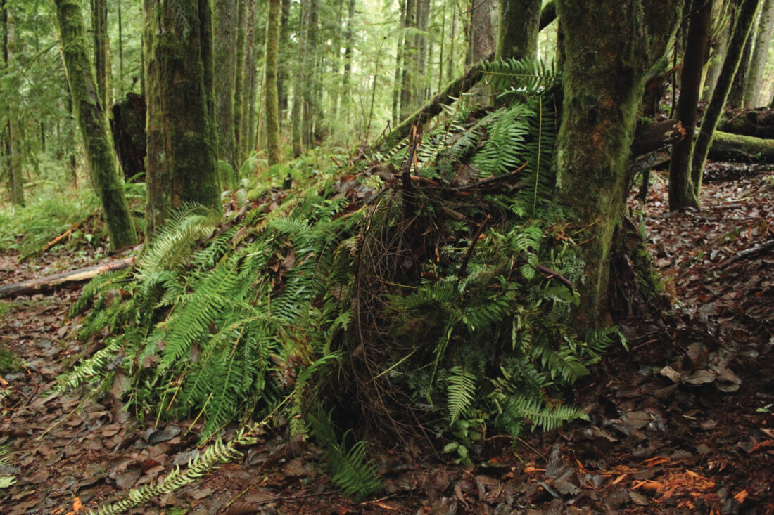 How to Build a Survival Shelter: A Step-by-Step Guide - Grit